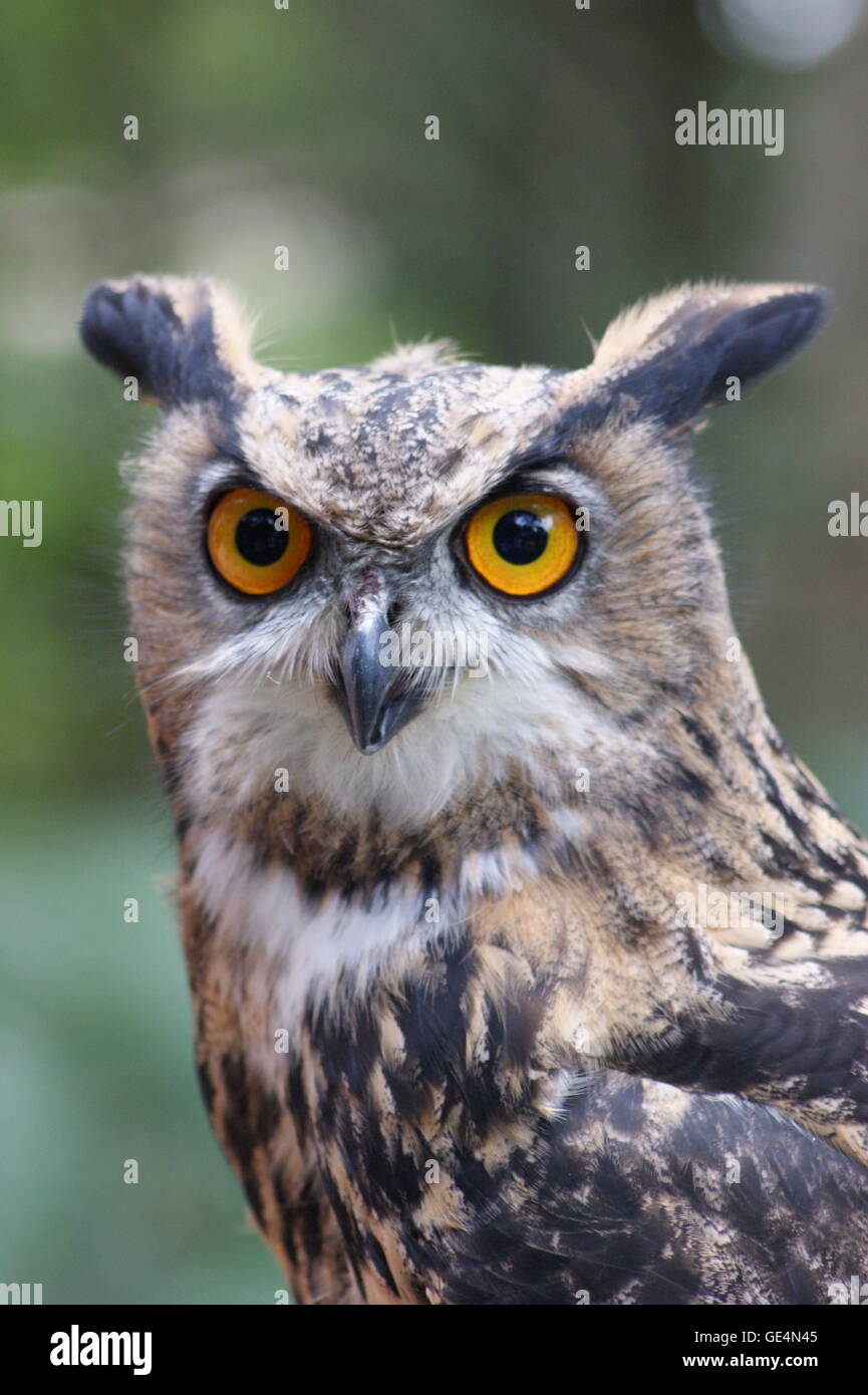 A long Eared Owl Stock Photo - Alamy