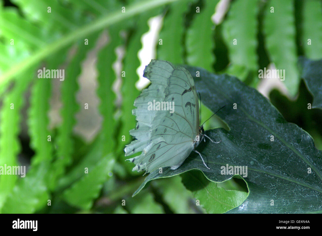 Shoemaker Butterfly (Prepona omphale octavia) – Montreal Botanical ...