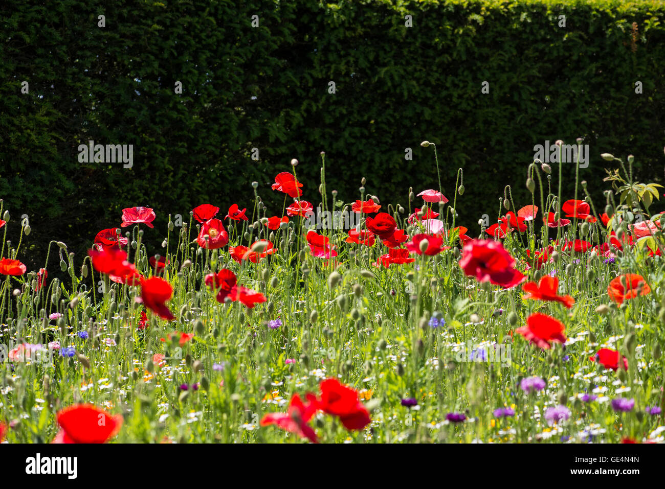 Wild Flower Meadow Stock Photo - Alamy