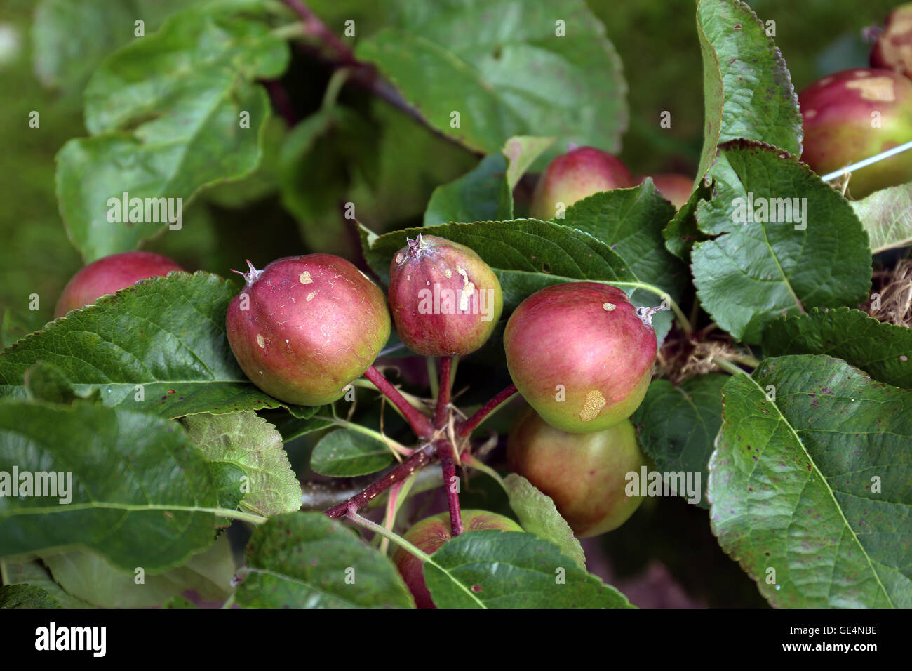 Apples kent hi-res stock photography and images - Alamy