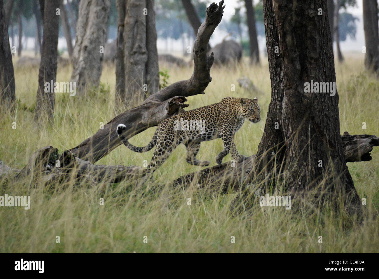Leopard trees hi-res stock photography and images - Alamy