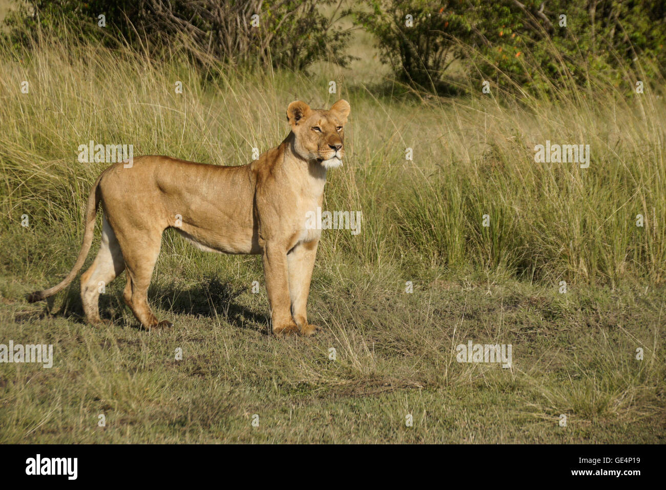 Lioness looking intently at something, Masai Mara, Kenya Stock Photo ...