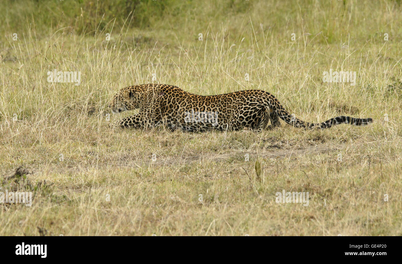 African leopard stalking prey, Masai Mara, Kenya Stock Photo - Alamy