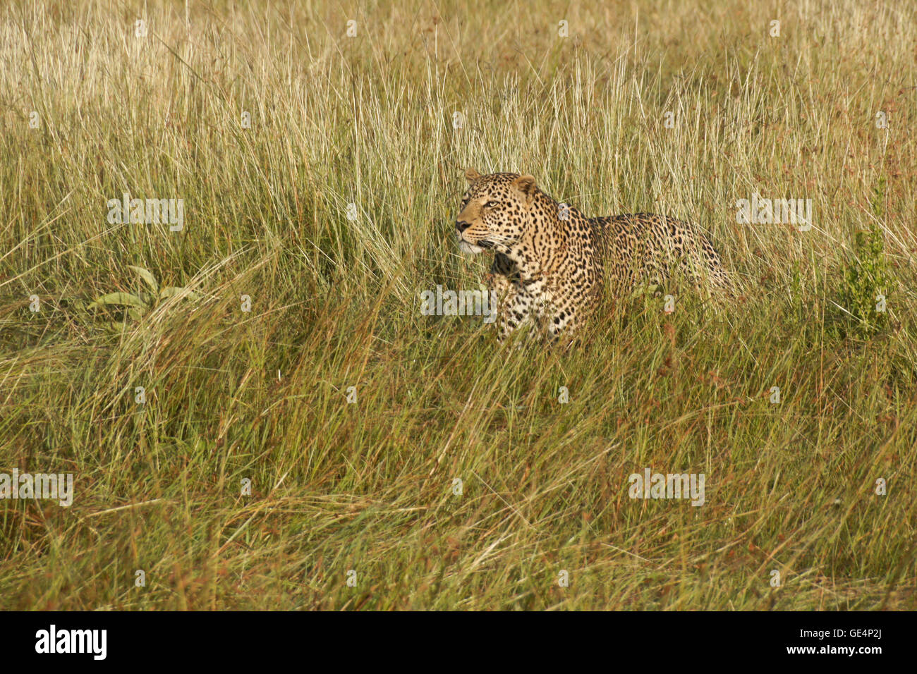 African leopard hunting hi-res stock photography and images - Alamy