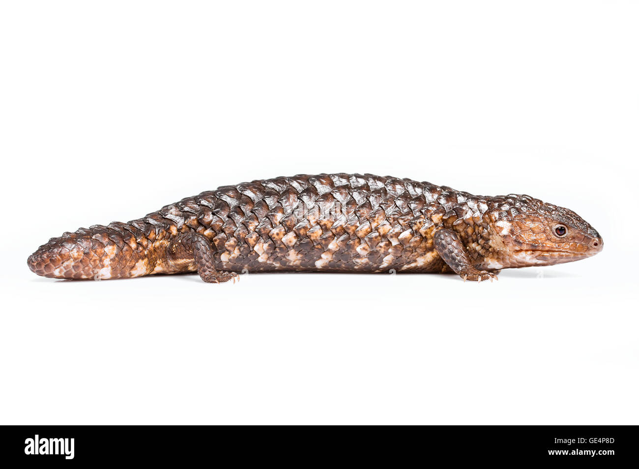 Shingleback lizard hi-res stock photography and images - Alamy