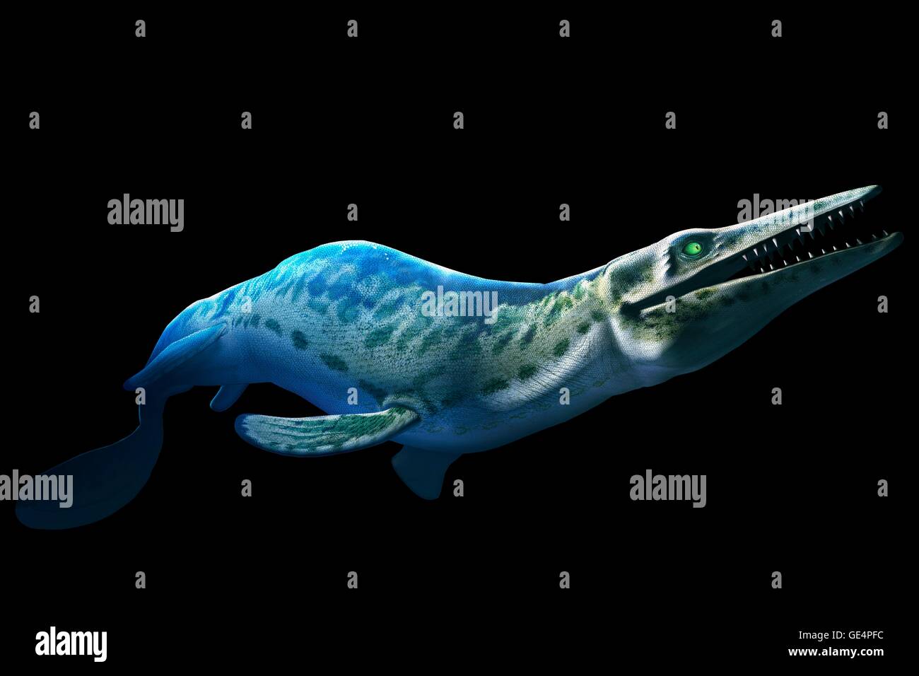 The mosasaur is an extinct marine reptile that lived 70-65 million ...