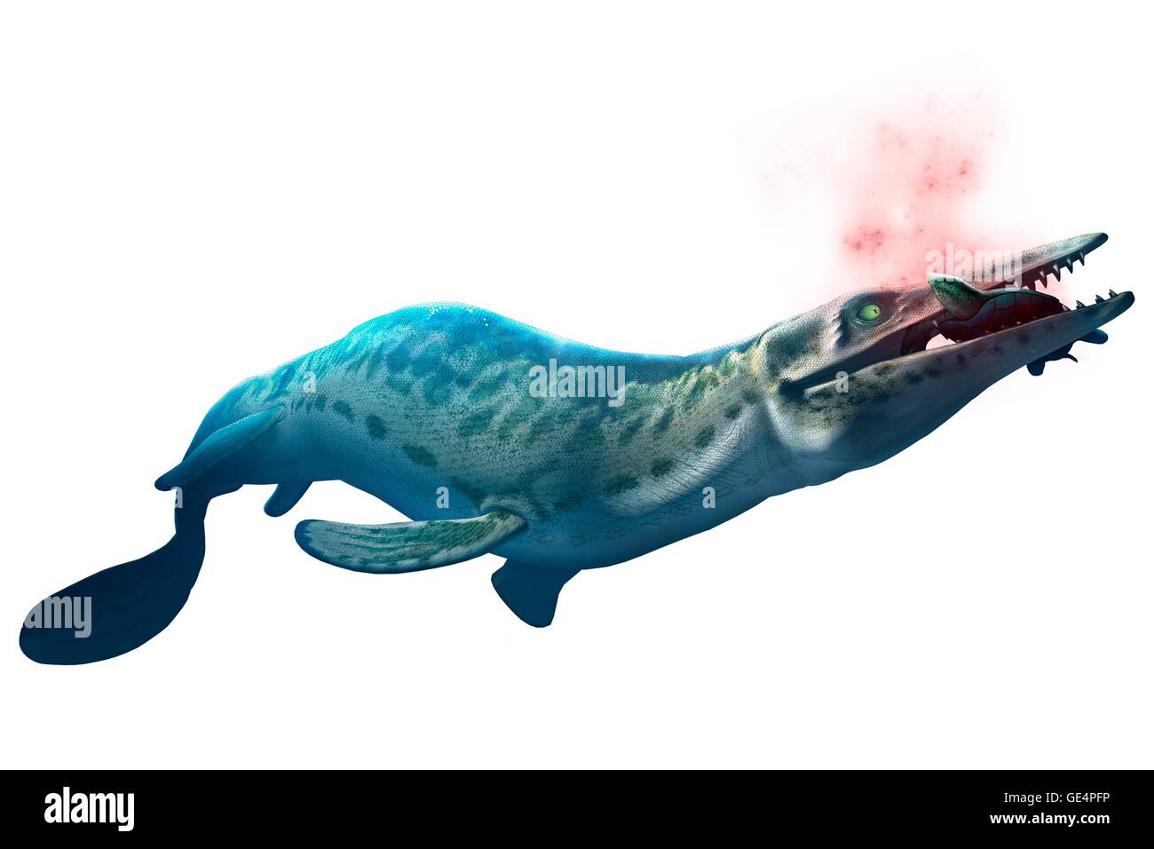 The mosasaur is an extinct marine reptile that lived 70-65 million ...