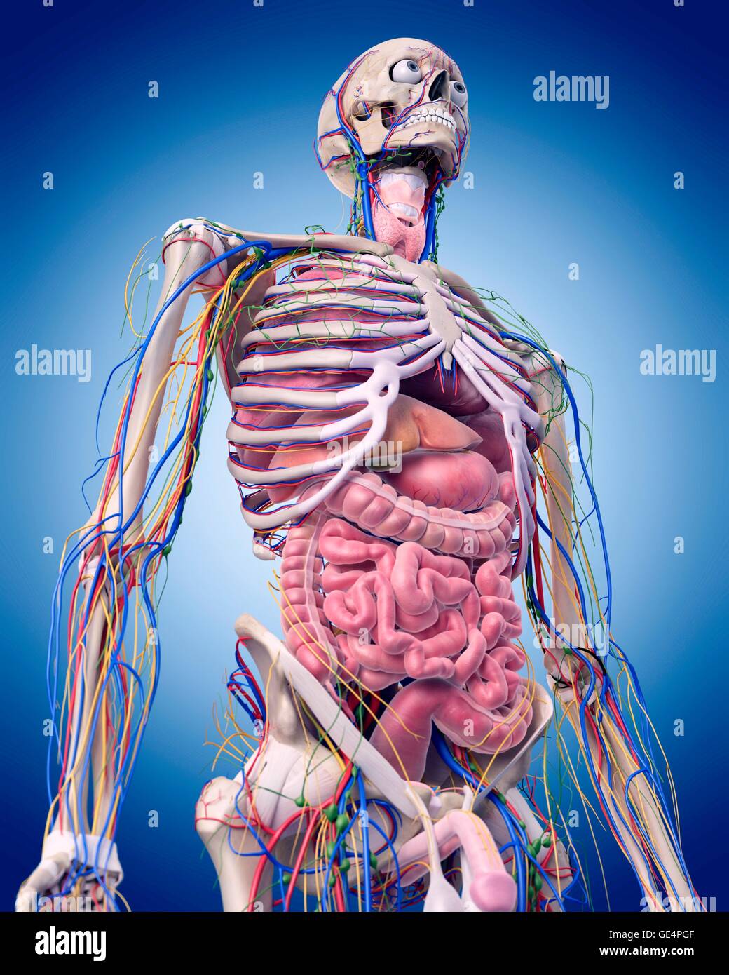 Human anatomy, illustration Stock Photo - Alamy