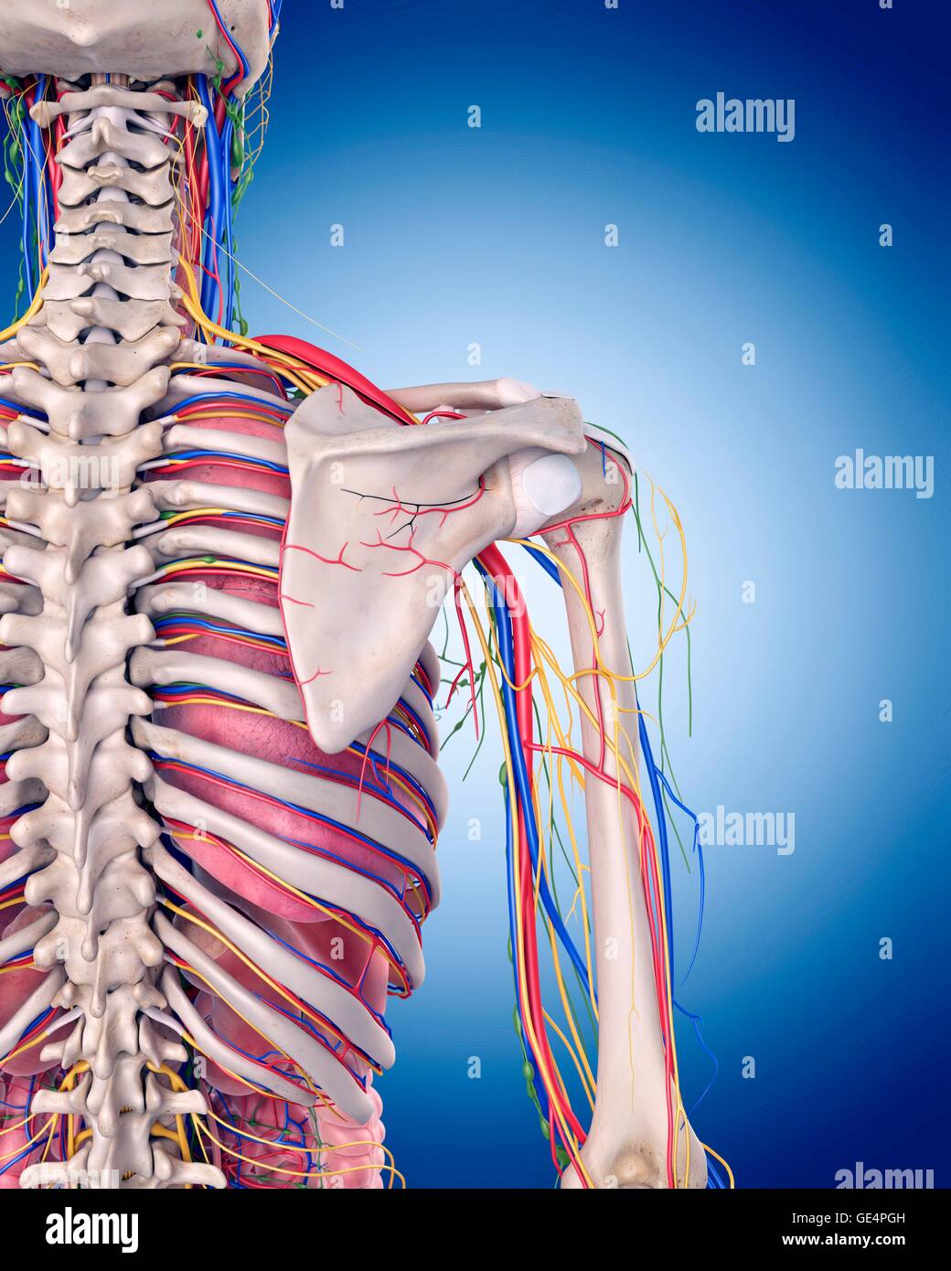 Human shoulder anatomy, illustration Stock Photo - Alamy