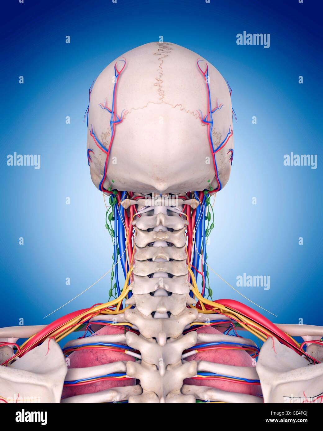 Human skull and cervical spine, illustration Stock Photo - Alamy