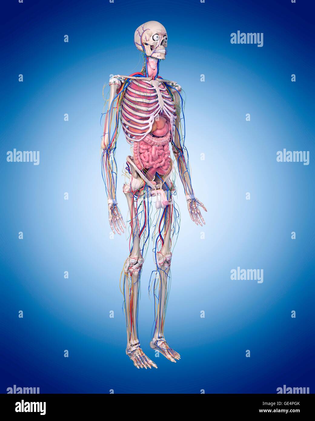 Human anatomy, illustration Stock Photo - Alamy