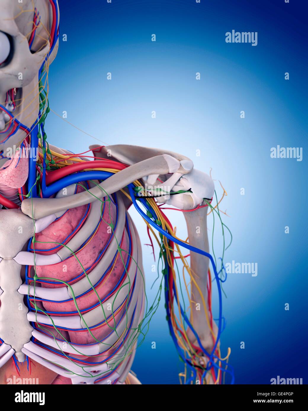 Human shoulder anatomy, illustration Stock Photo - Alamy