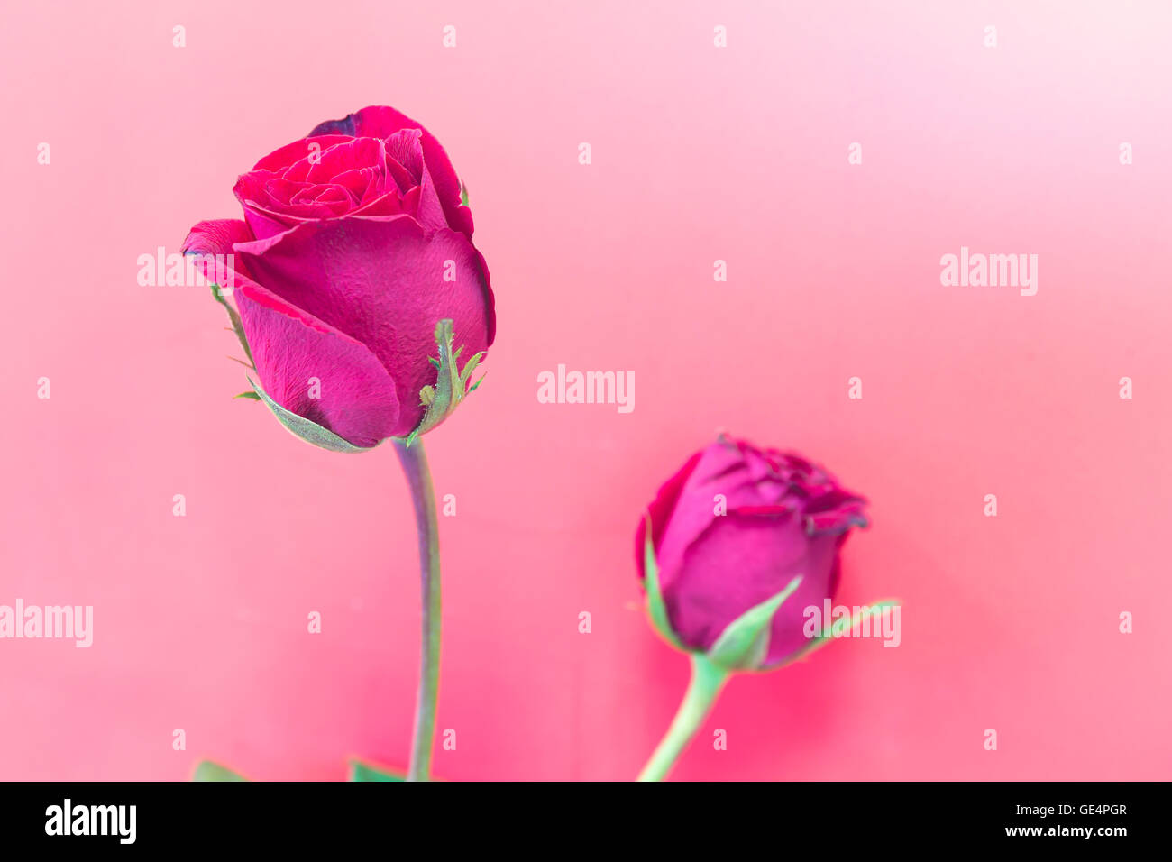 red rose isolated on sweet wall background soft focus in vintage style ...