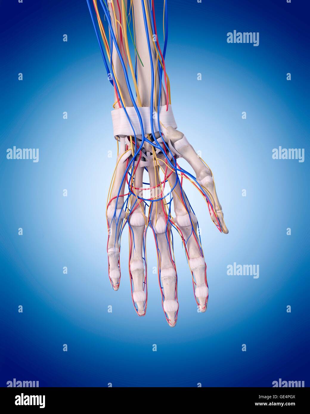 Human hand anatomy, illustration Stock Photo - Alamy