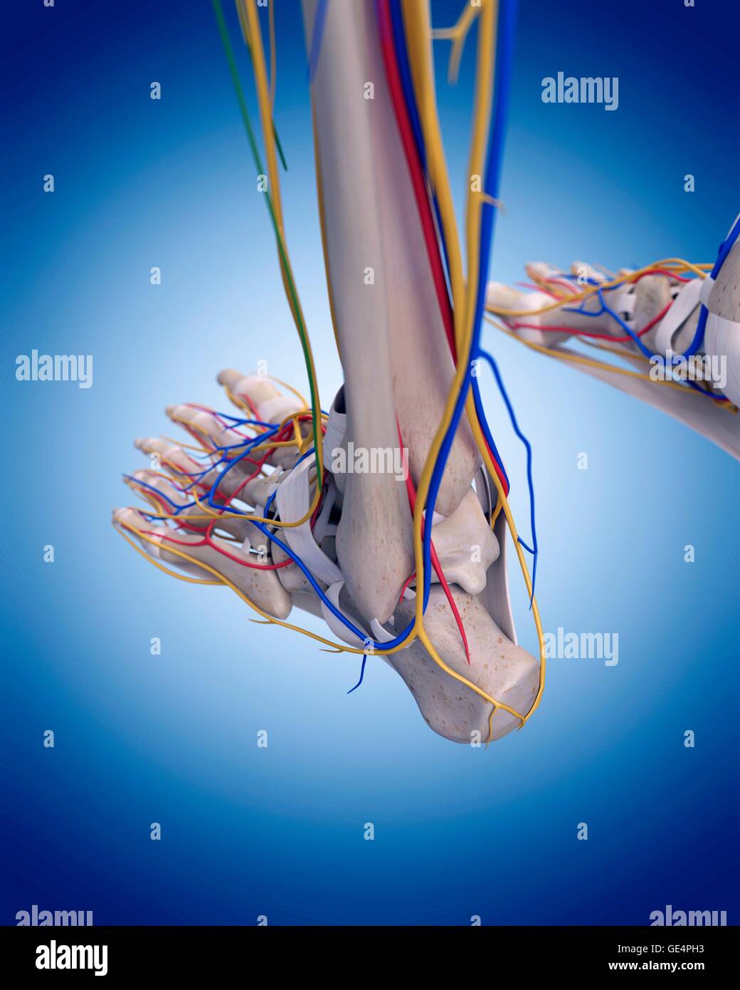 Human Heel Anatomy High Resolution Stock Photography and Images - Alamy