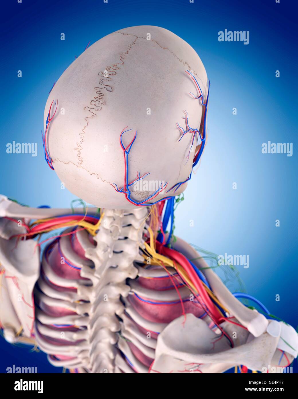 Human skull anatomy, illustration Stock Photo - Alamy