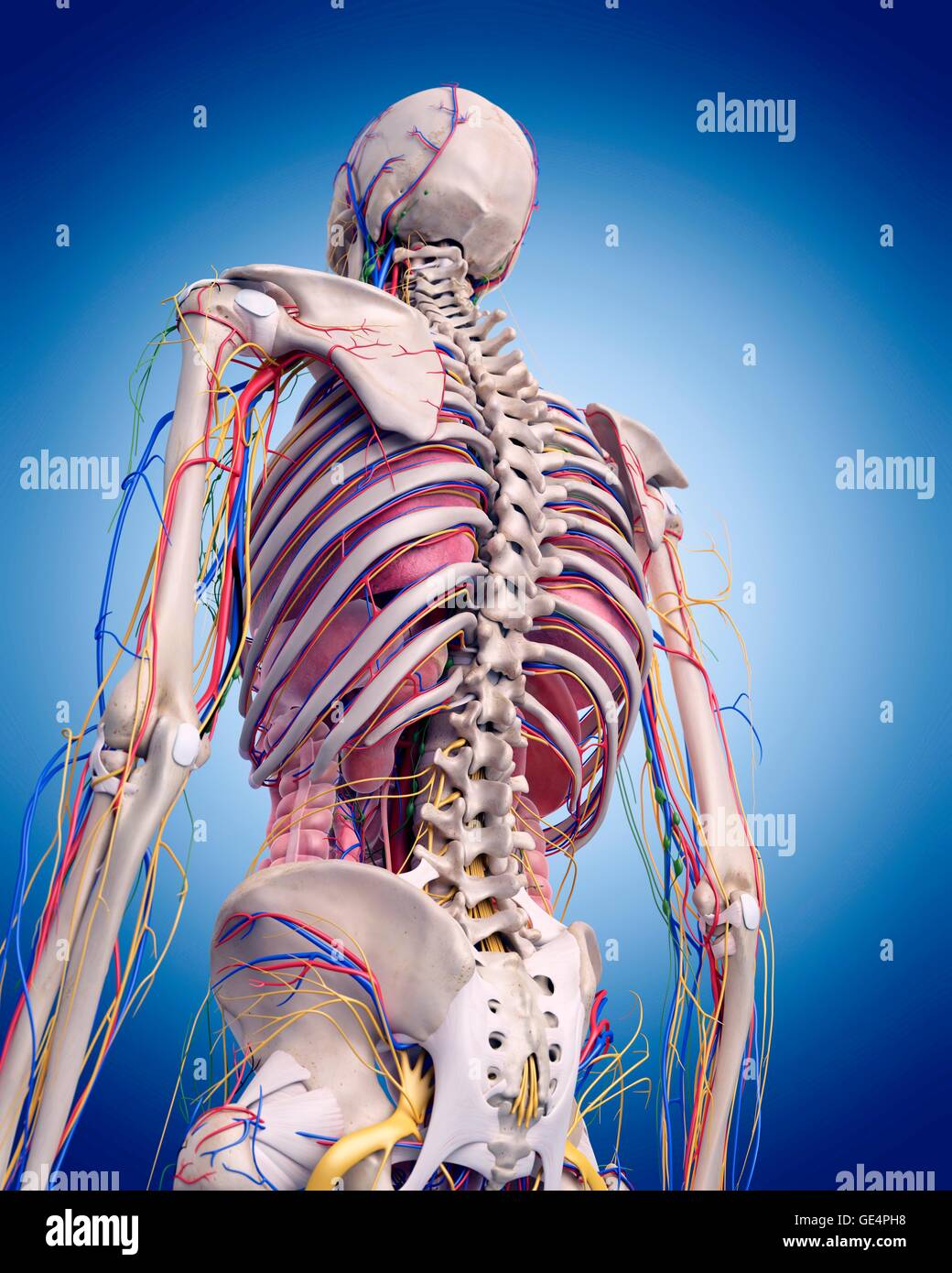 Human spine anatomy hi-res stock photography and images - Alamy