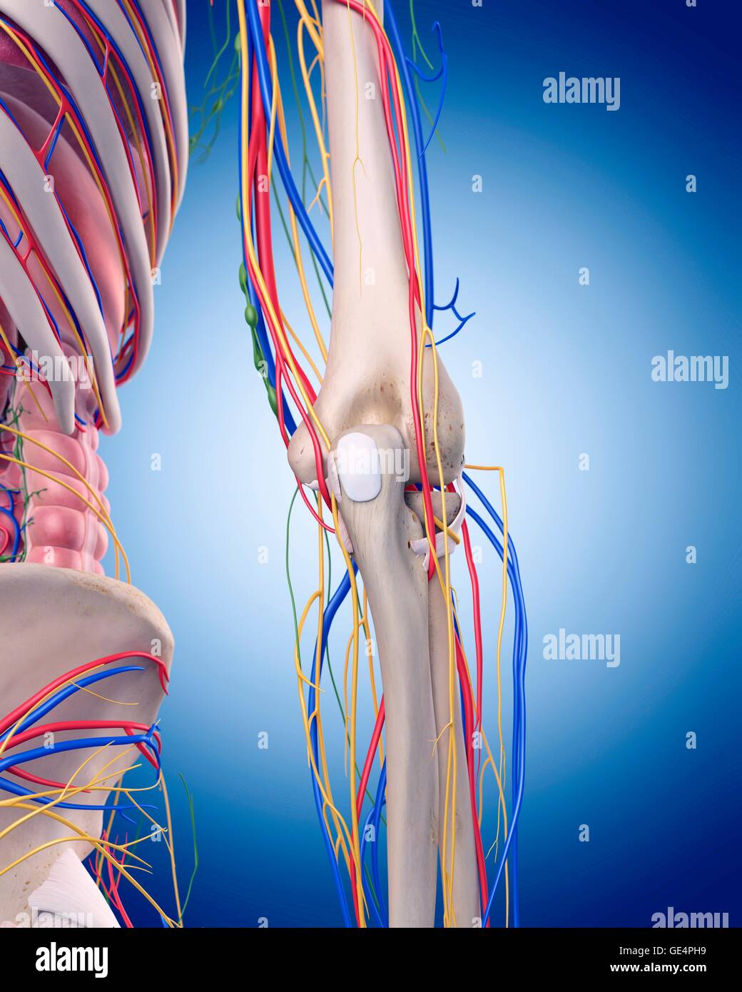 Human elbow anatomy hi-res stock photography and images - Alamy