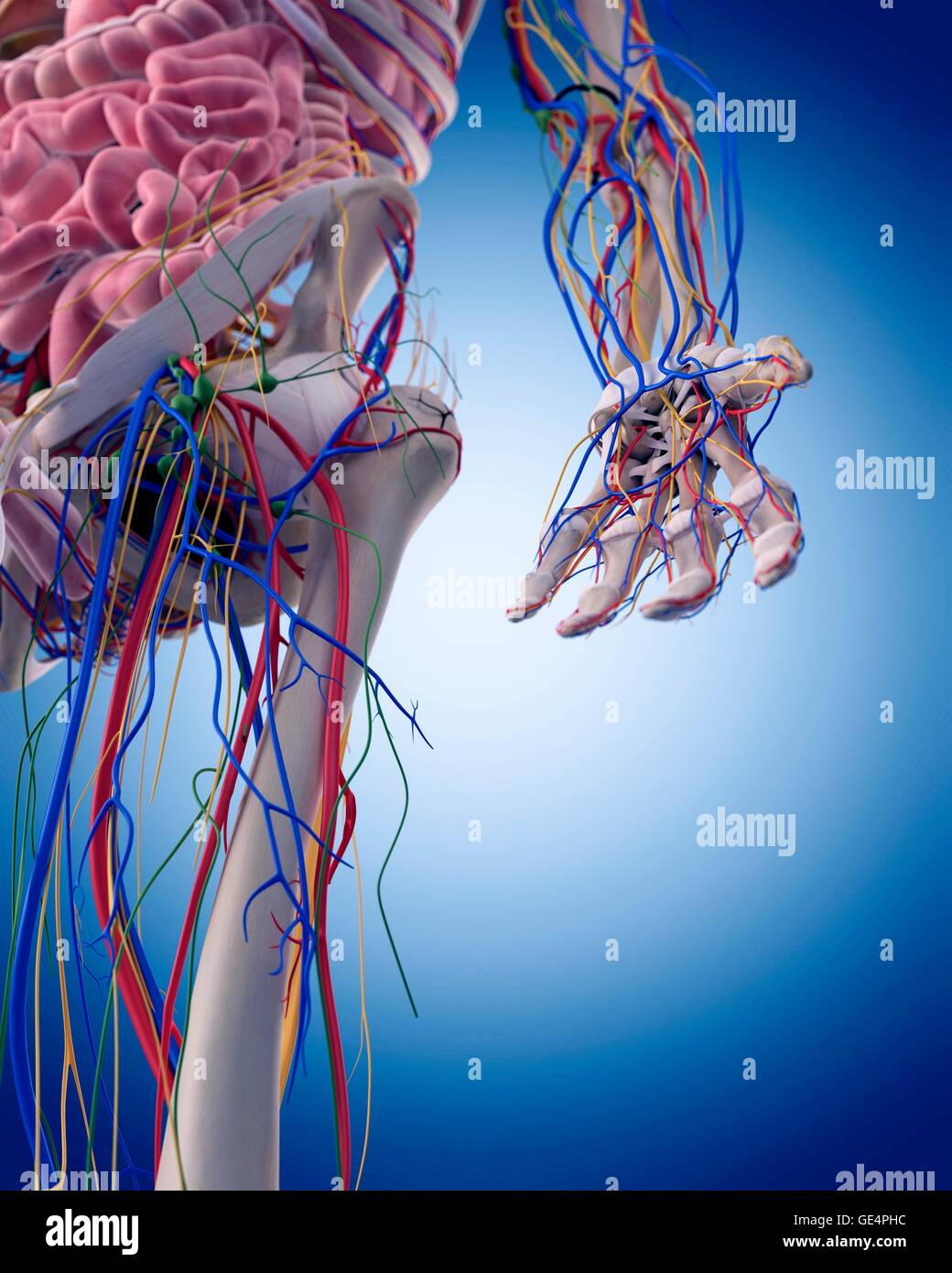 Human Hand Nerves High Resolution Stock Photography and Images - Alamy