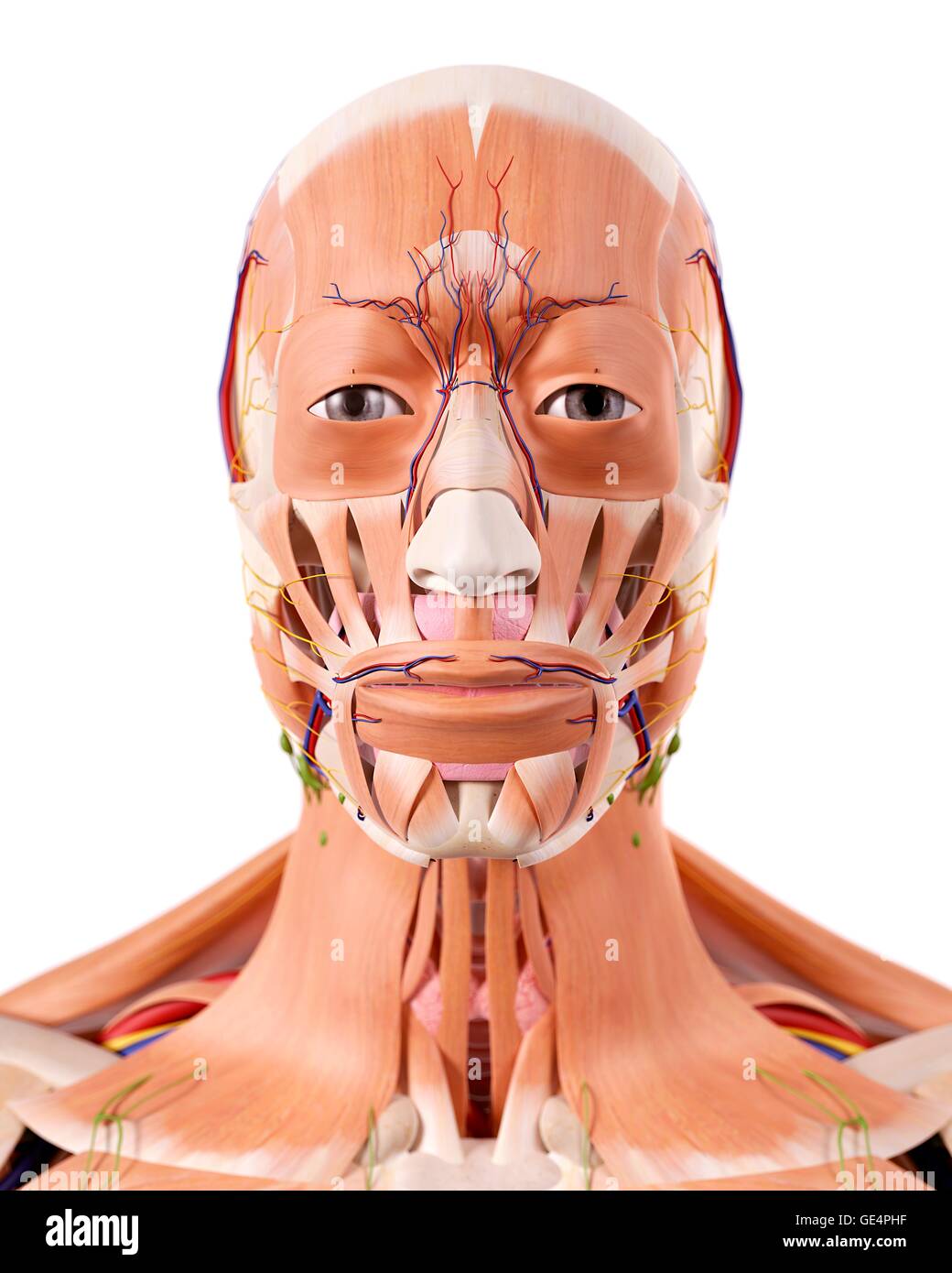 Human head anatomy, illustration Stock Photo - Alamy