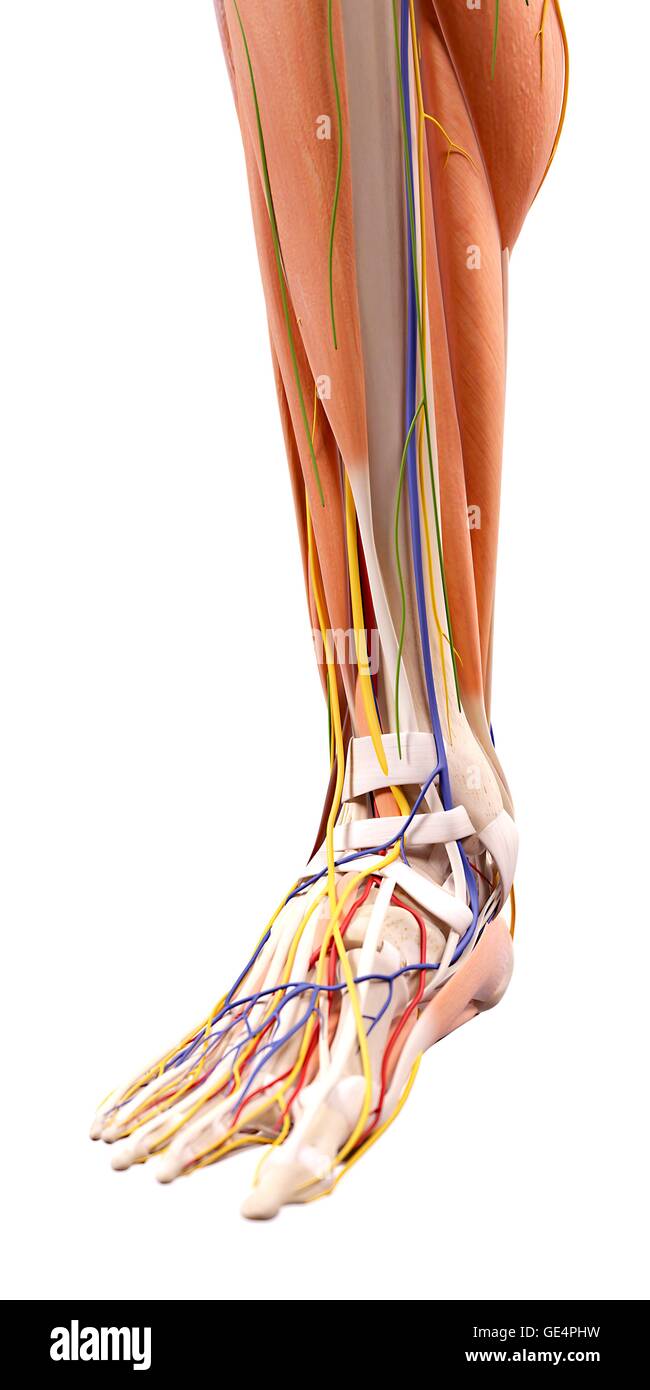 Human foot anatomy, illustration Stock Photo - Alamy