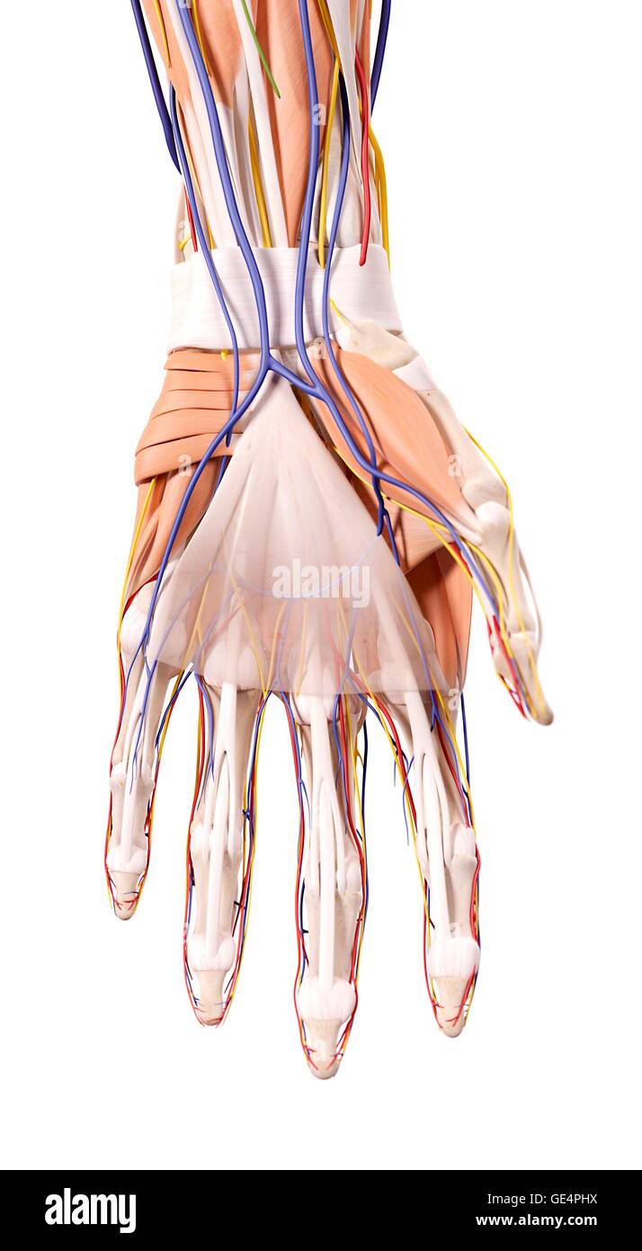 Human hand anatomy, illustration Stock Photo - Alamy
