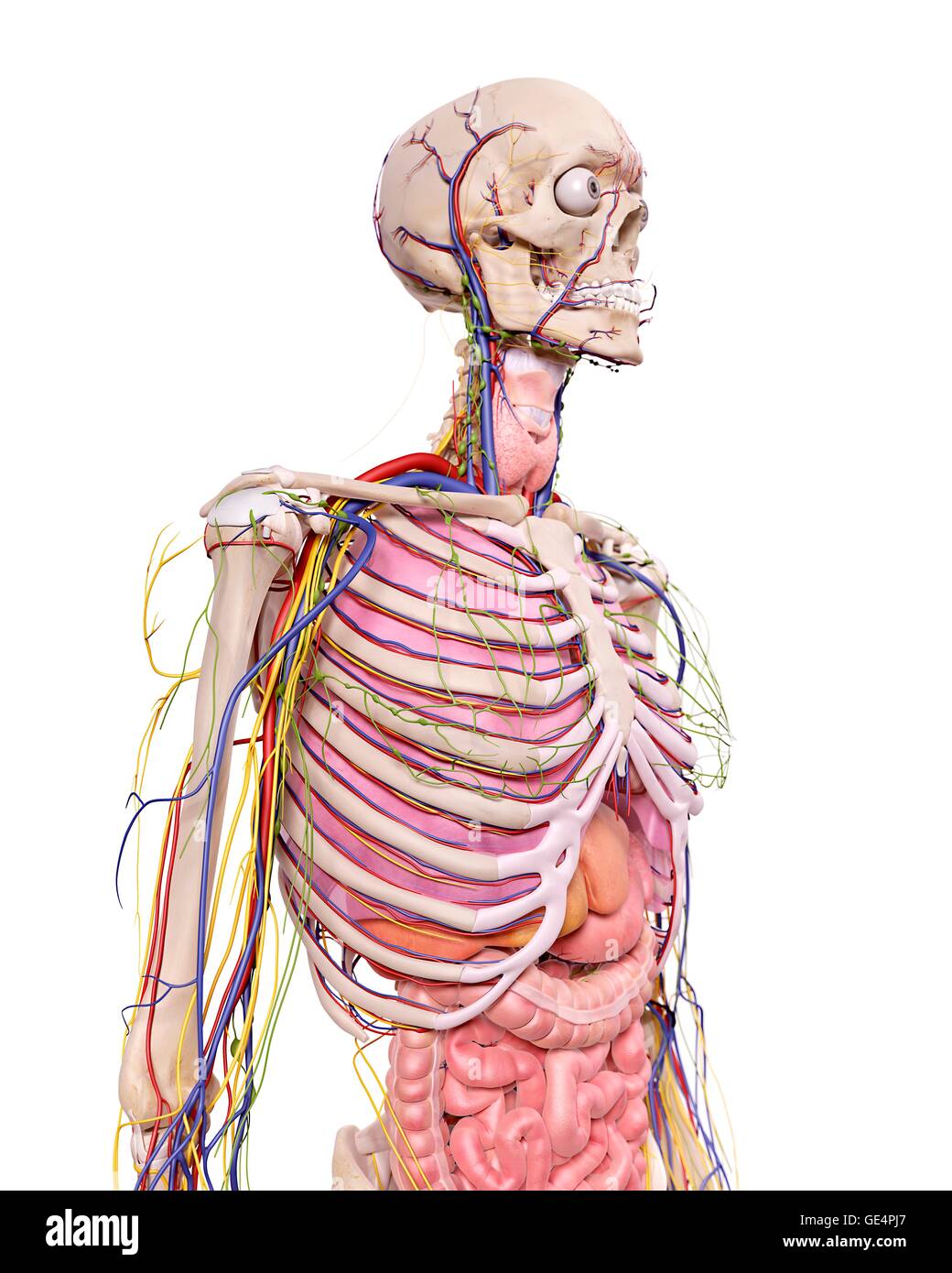Human anatomy, illustration Stock Photo - Alamy