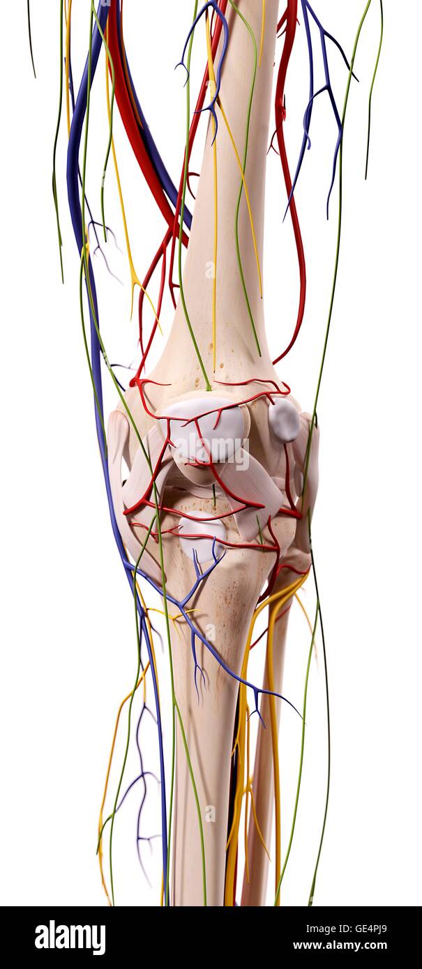 Human knee anatomy, illustration Stock Photo - Alamy