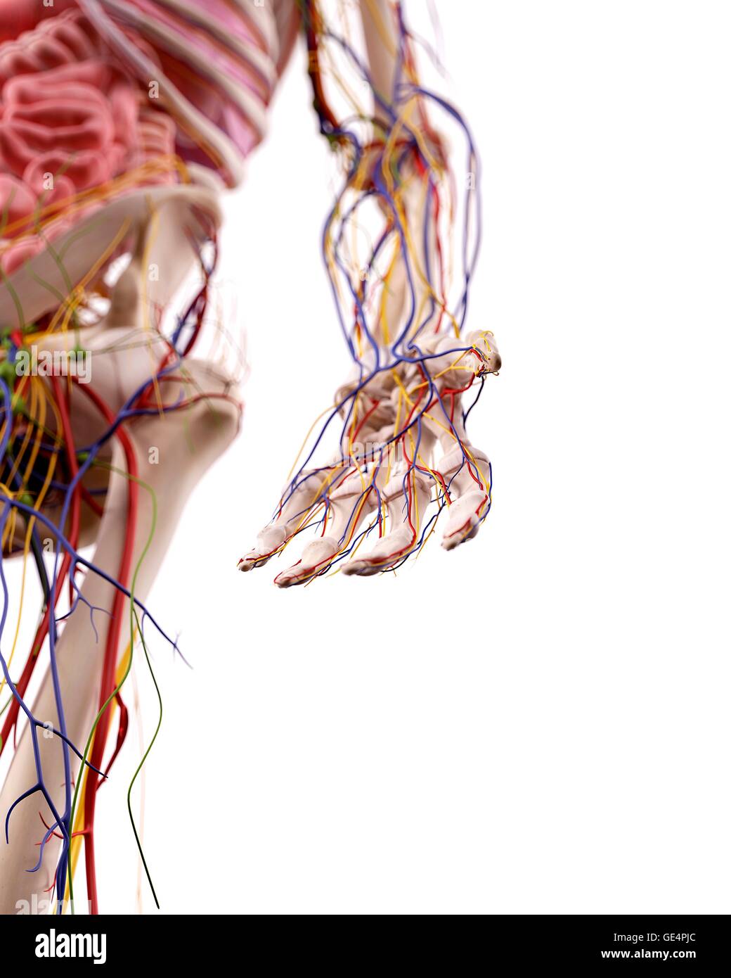 Human hand anatomy, illustration Stock Photo - Alamy