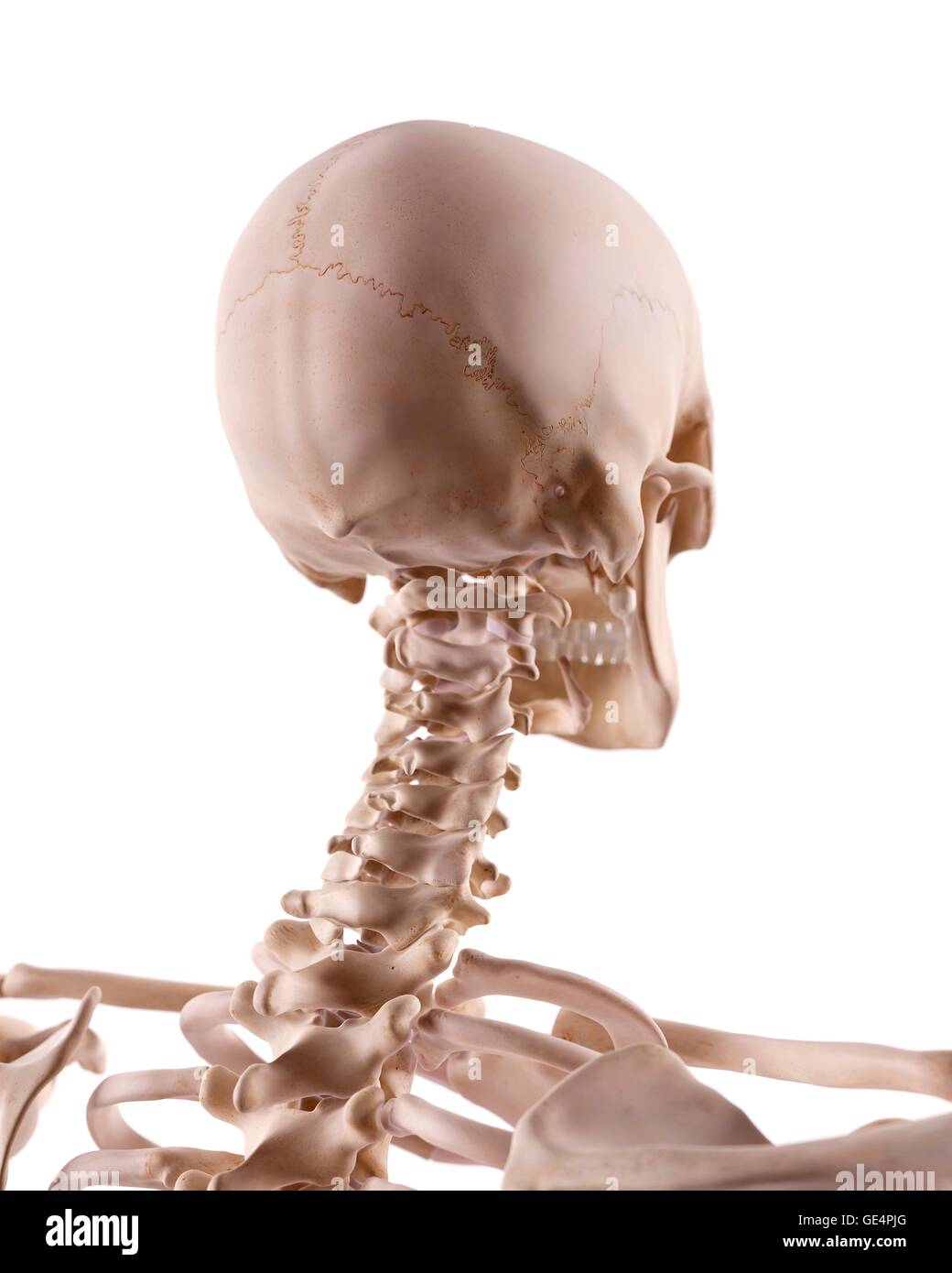 Human skull cervical spine illustration hi-res stock photography and ...