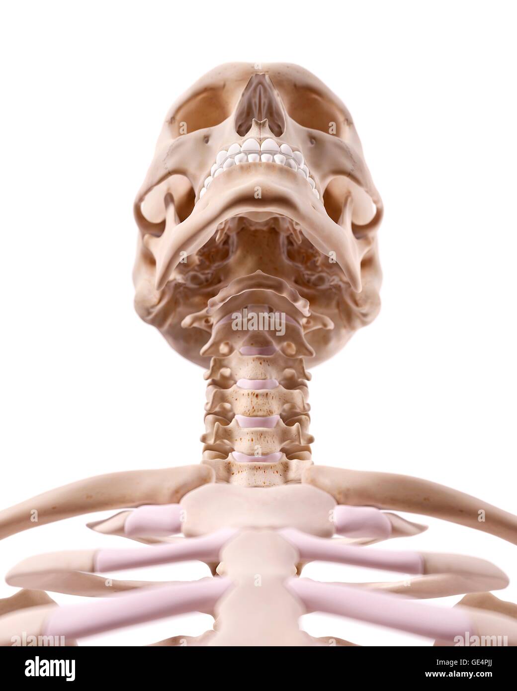Human skull and neck, illustration Stock Photo - Alamy