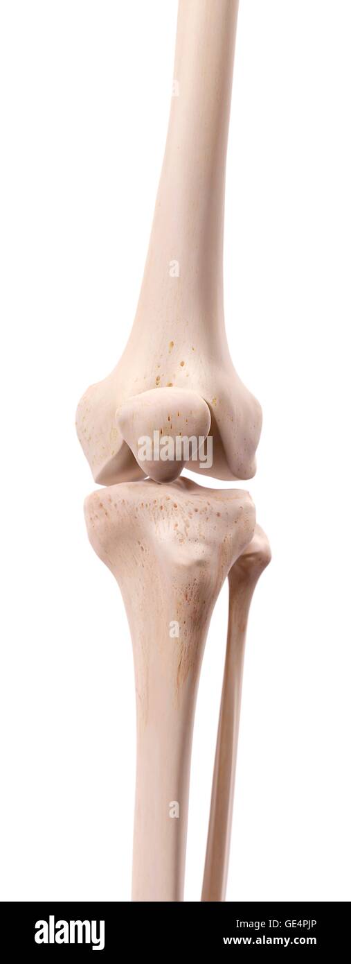 Human knee bones, illustration Stock Photo - Alamy