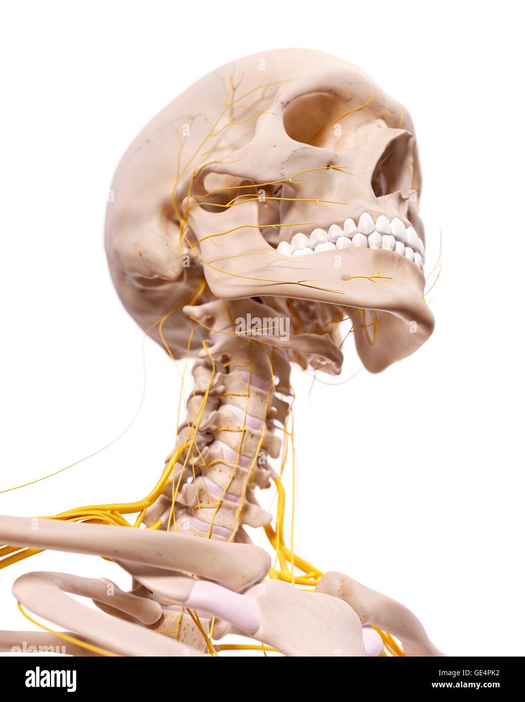 Human neck nerves, illustration Stock Photo - Alamy