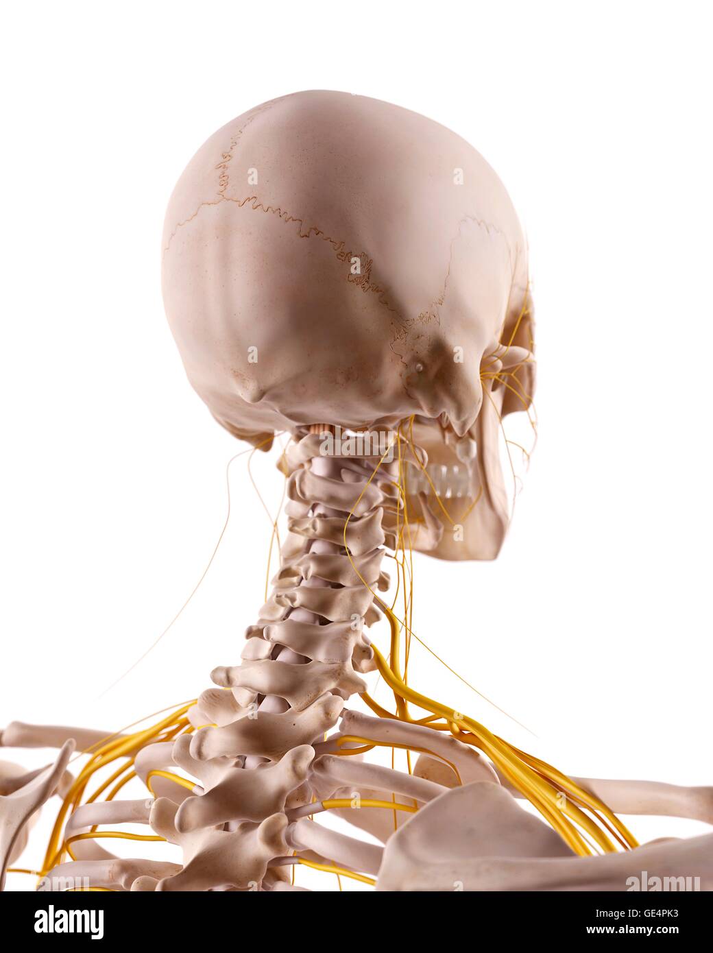 Human neck nerves, illustration Stock Photo - Alamy