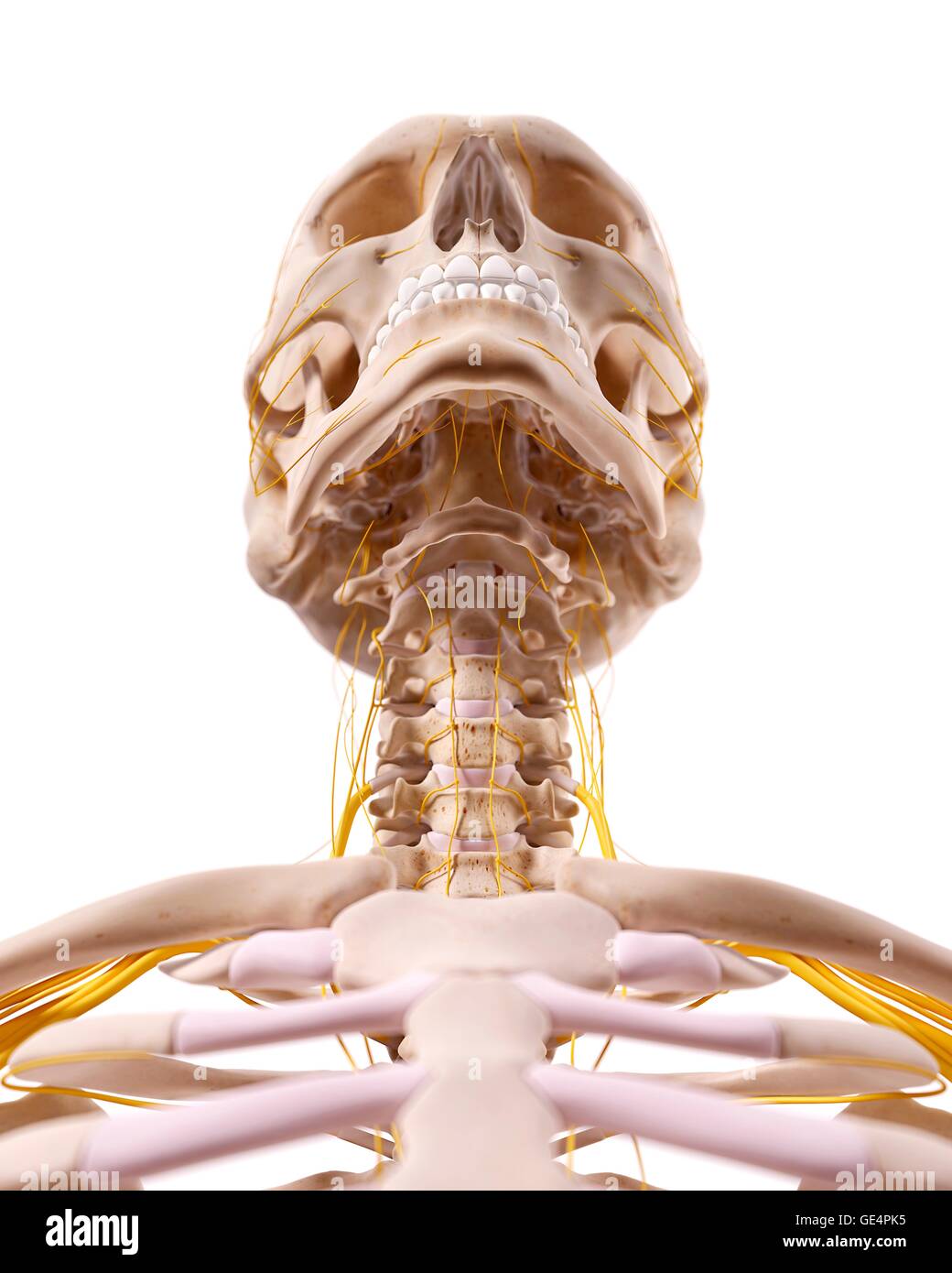 Human neck nerves, illustration Stock Photo - Alamy
