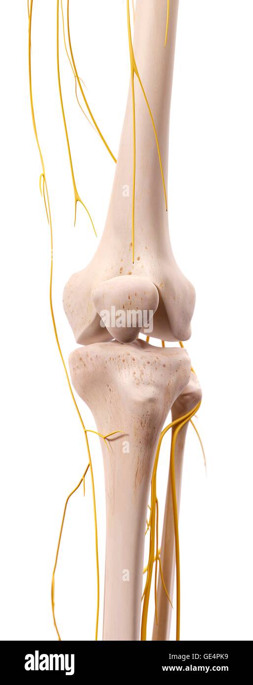 Nerves knee hi-res stock photography and images - Alamy