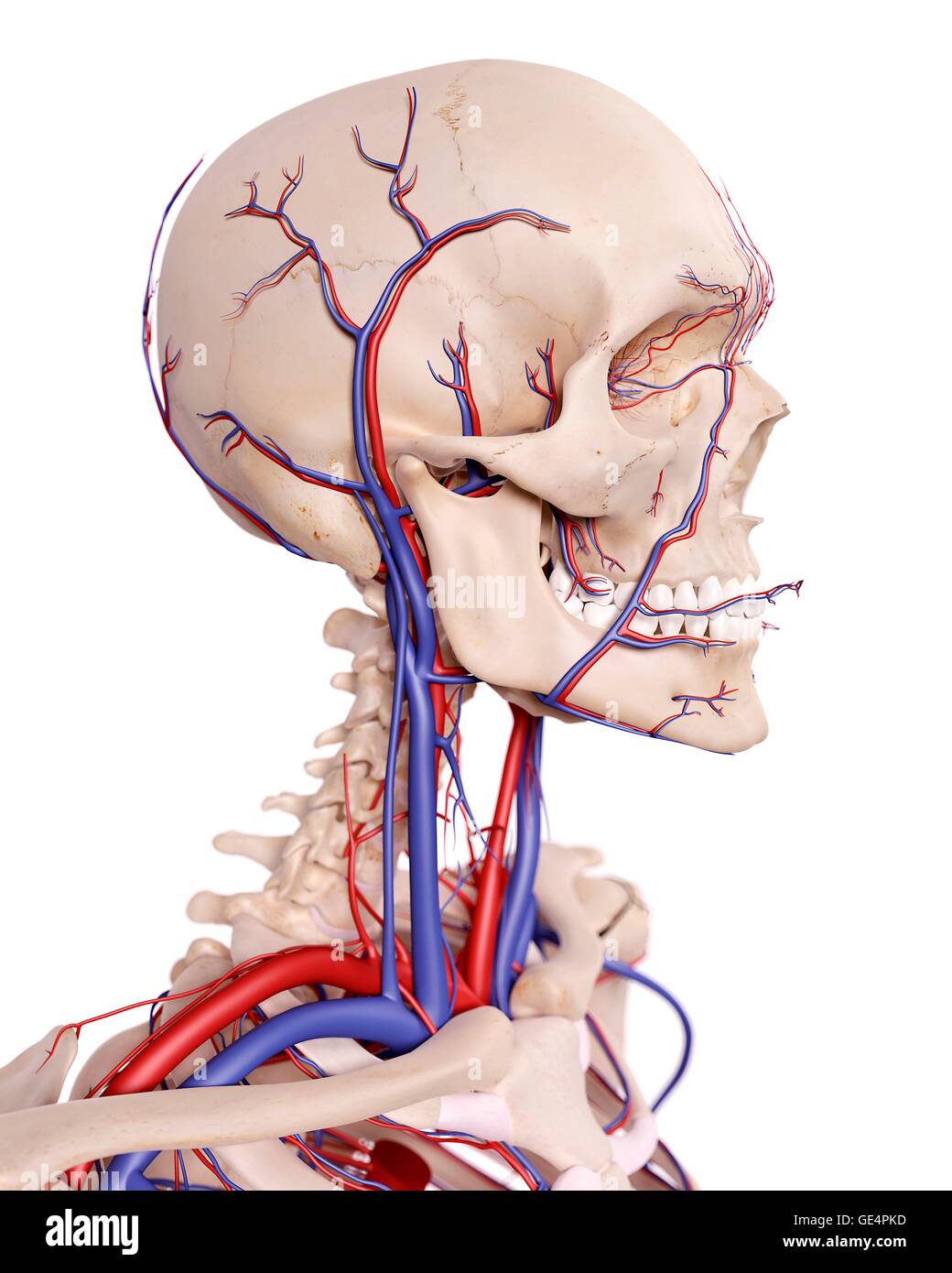 Human head anatomy, illustration Stock Photo - Alamy