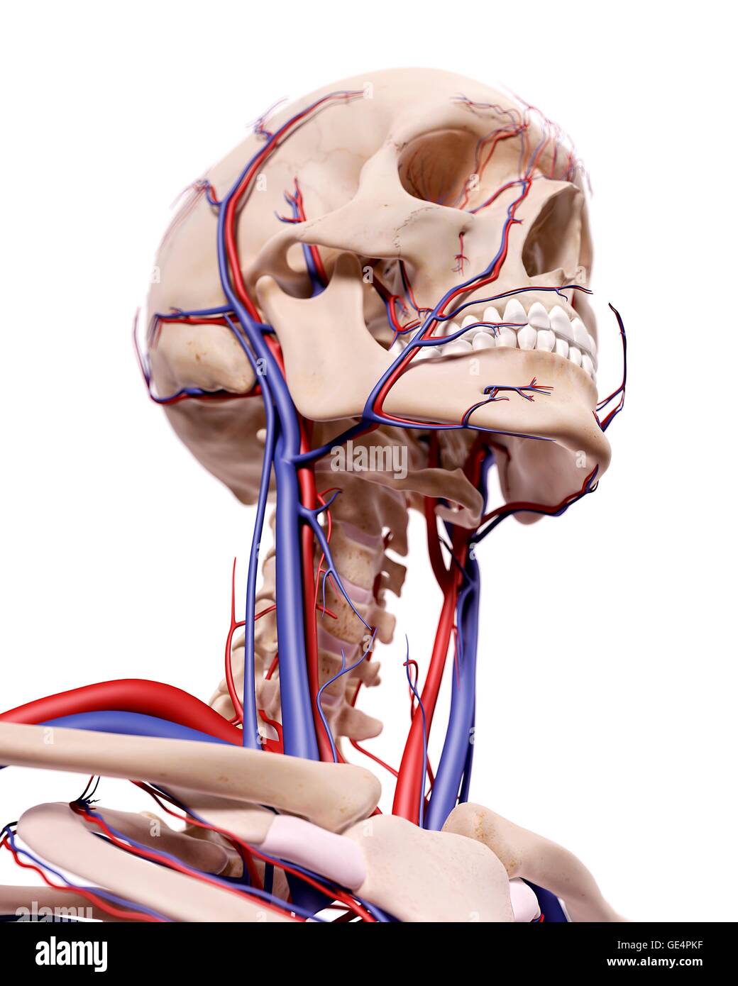 Human head anatomy, illustration Stock Photo - Alamy
