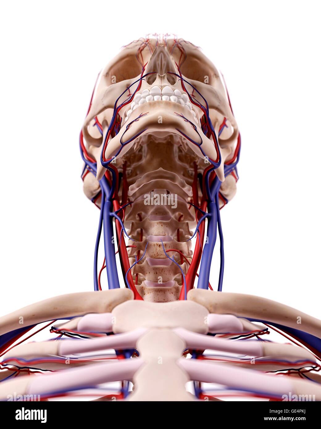 Human head anatomy, illustration Stock Photo - Alamy