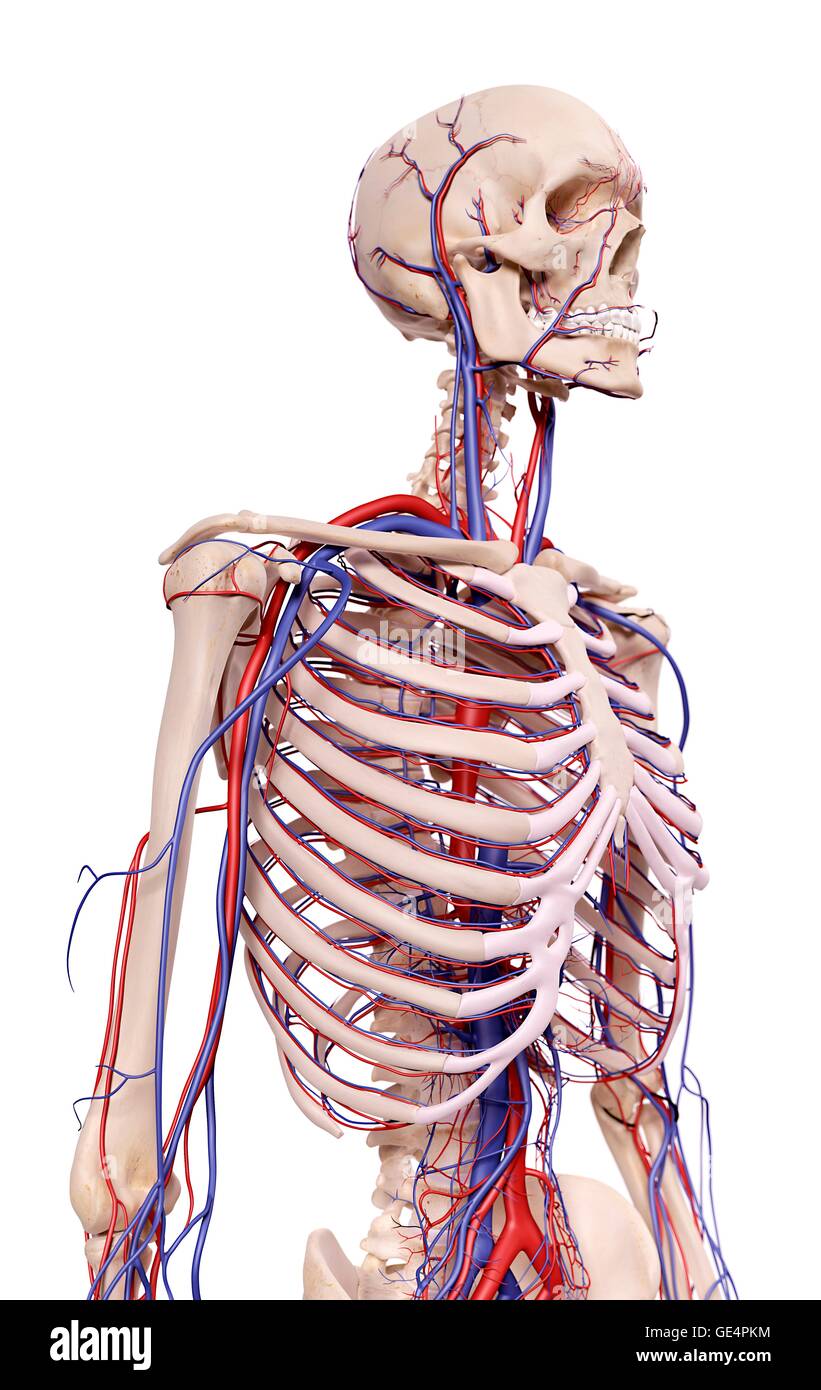Blood vessels of the thorax hi-res stock photography and images - Alamy