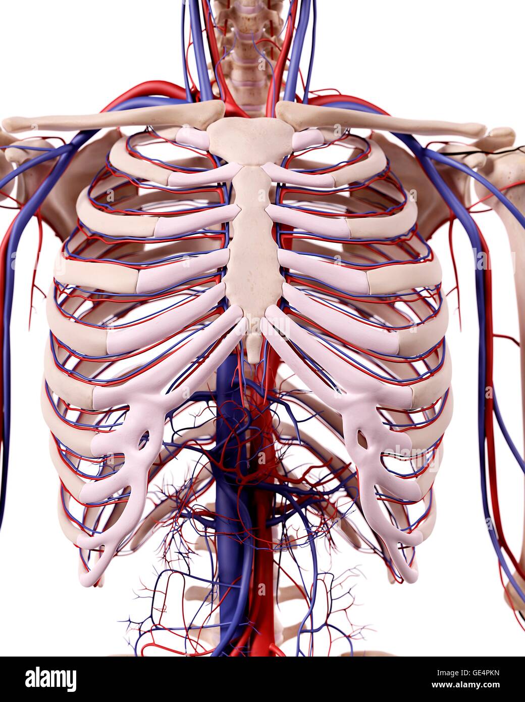 Human thoracic anatomy, illustration Stock Photo - Alamy