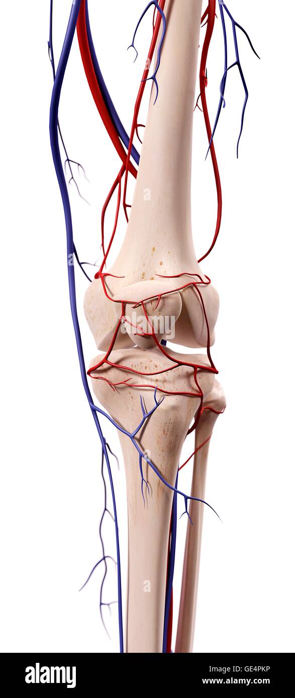 Human knee anatomy, illustration Stock Photo - Alamy