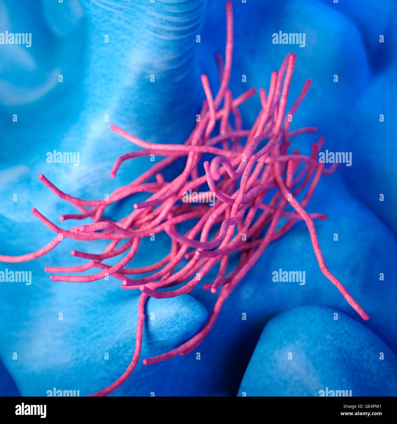 Bacillus anthracis bacteria hi-res stock photography and images - Alamy
