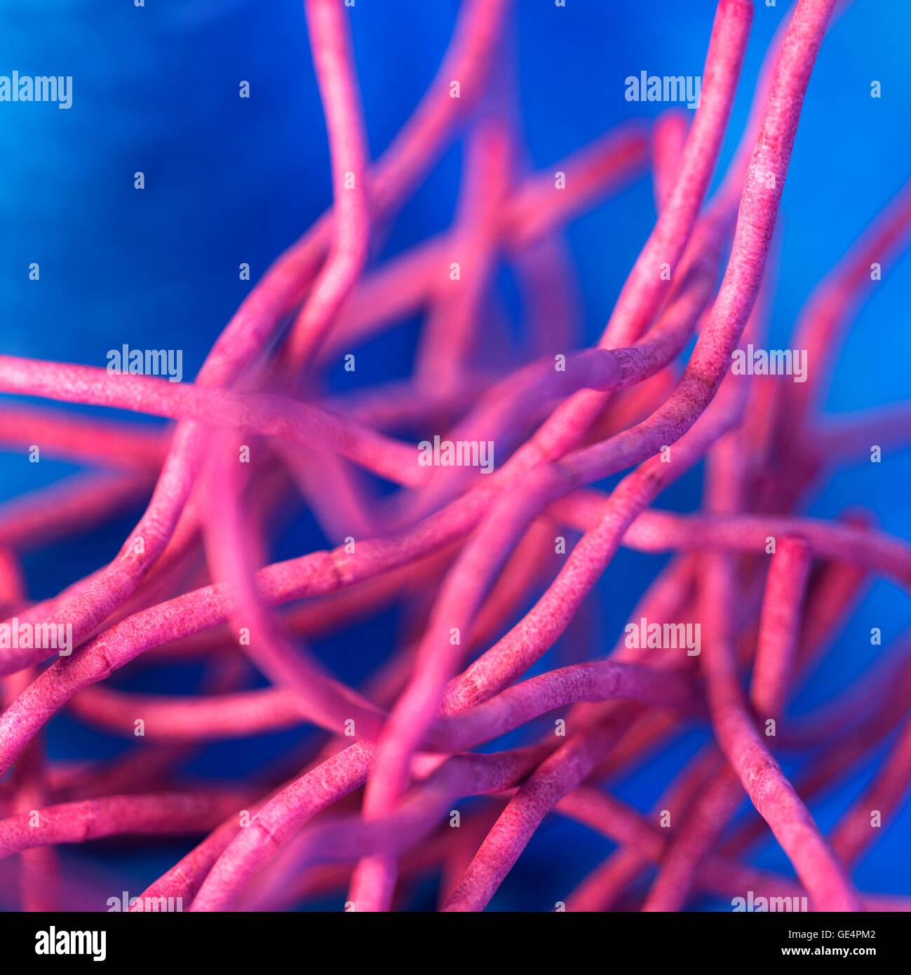 Bacillaceae hi-res stock photography and images - Alamy