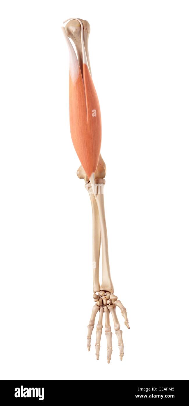 Muscles of the human arm, illustration Stock Photo - Alamy