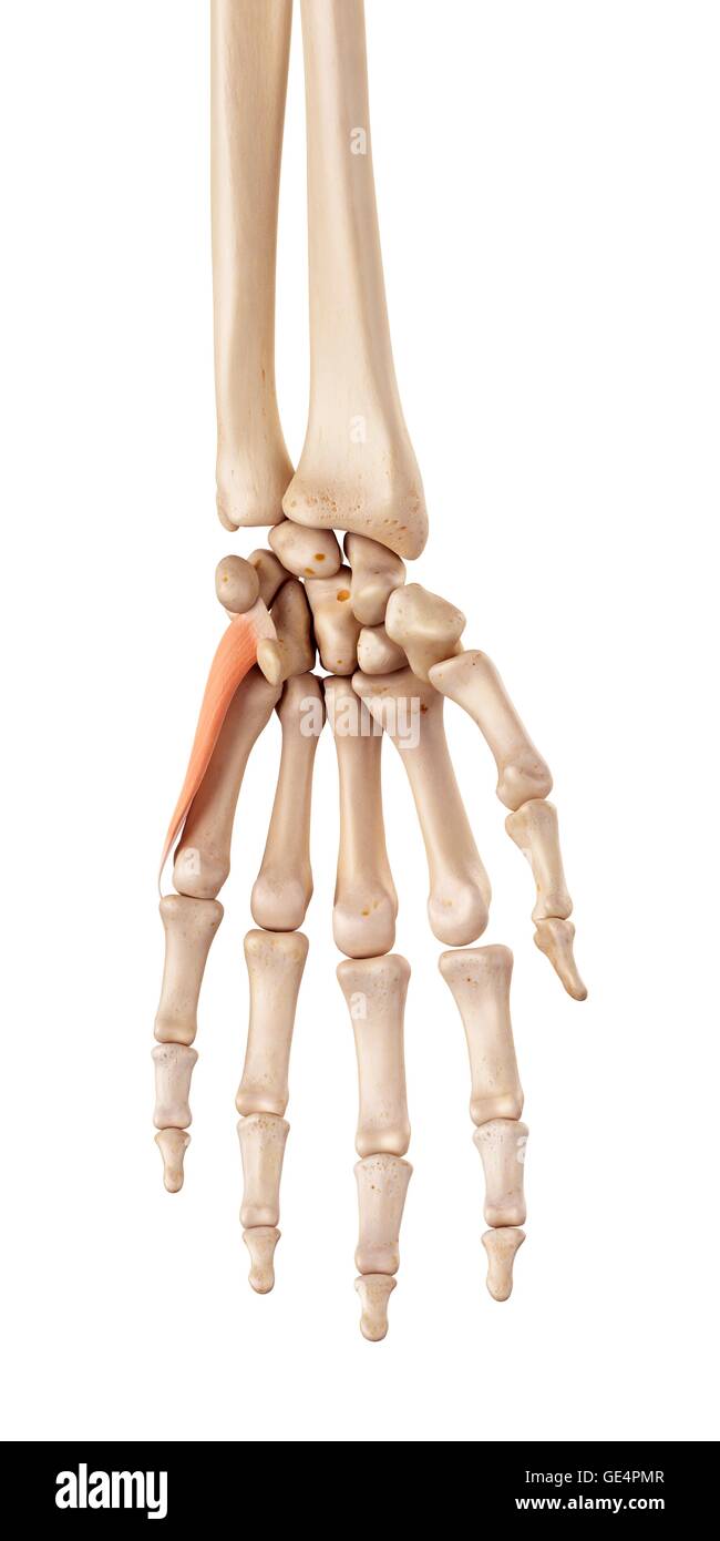 Muscles of the human hand, illustration Stock Photo - Alamy