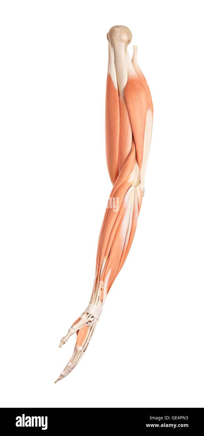 Muscles of the human arm, illustration Stock Photo - Alamy