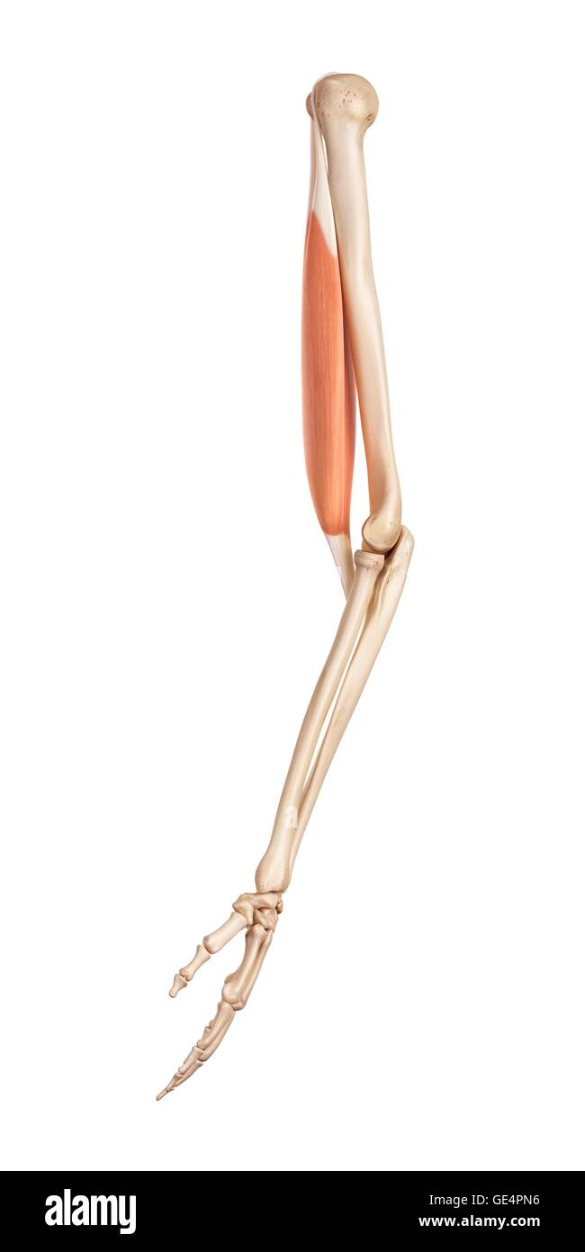 Muscles of the human arm, illustration Stock Photo - Alamy