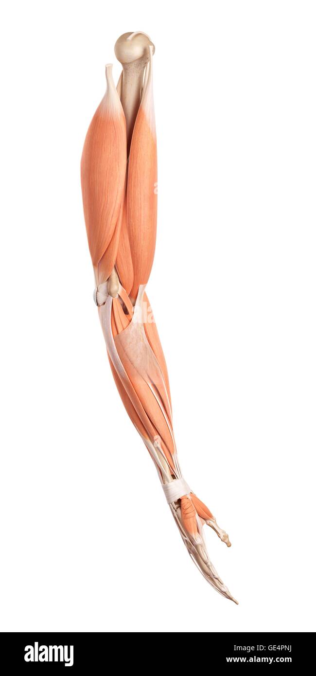 Muscles of the human arm, illustration Stock Photo - Alamy