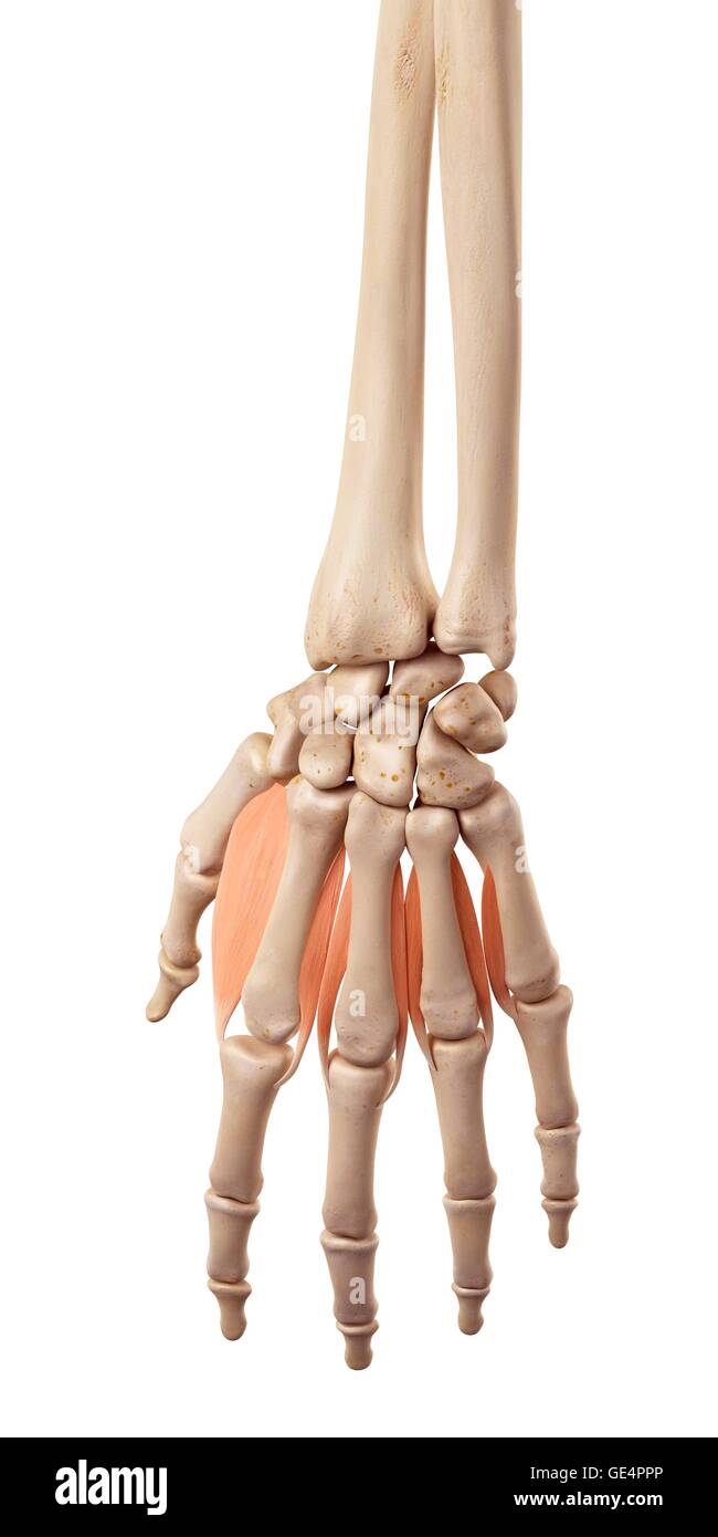 Muscles of the human hand, illustration Stock Photo - Alamy